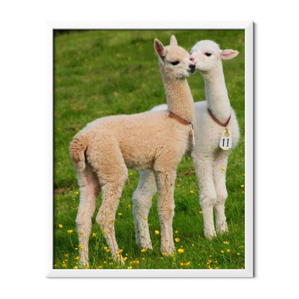 Cute Baby Llamas pintura diamante